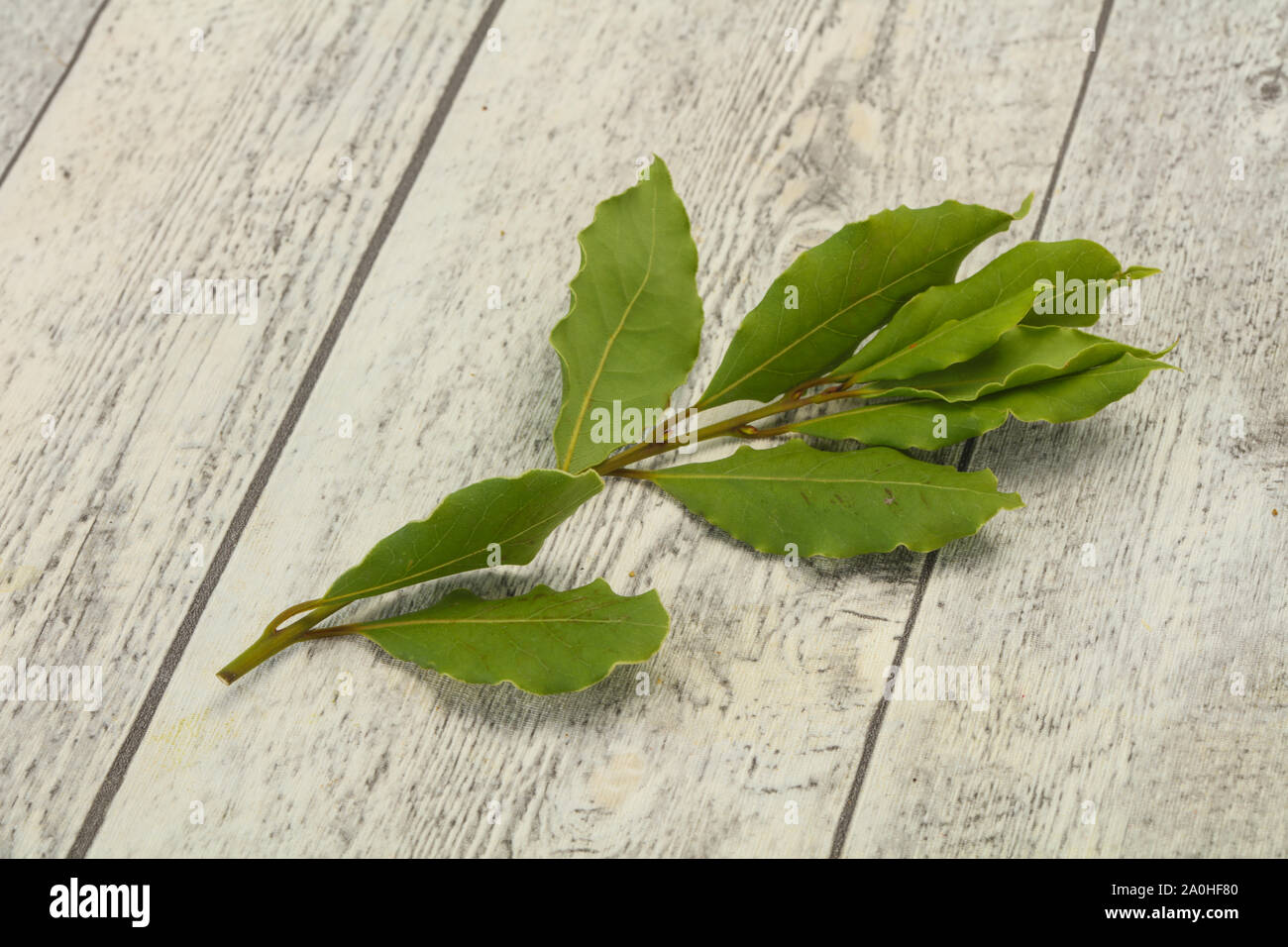 Green laurel leaves on the branch - for cooking Stock Photo - Alamy