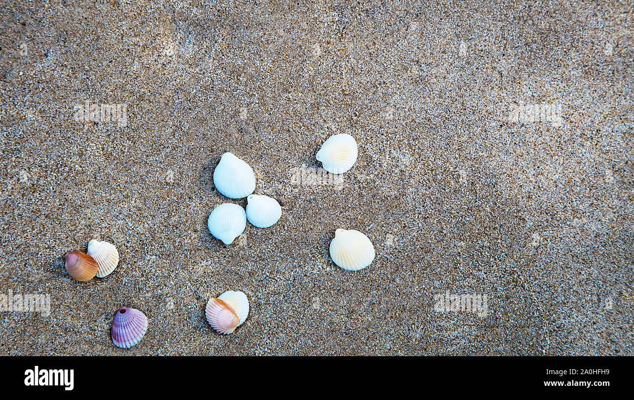 White shells on a sand background. Summer beach background Stock Photo ...
