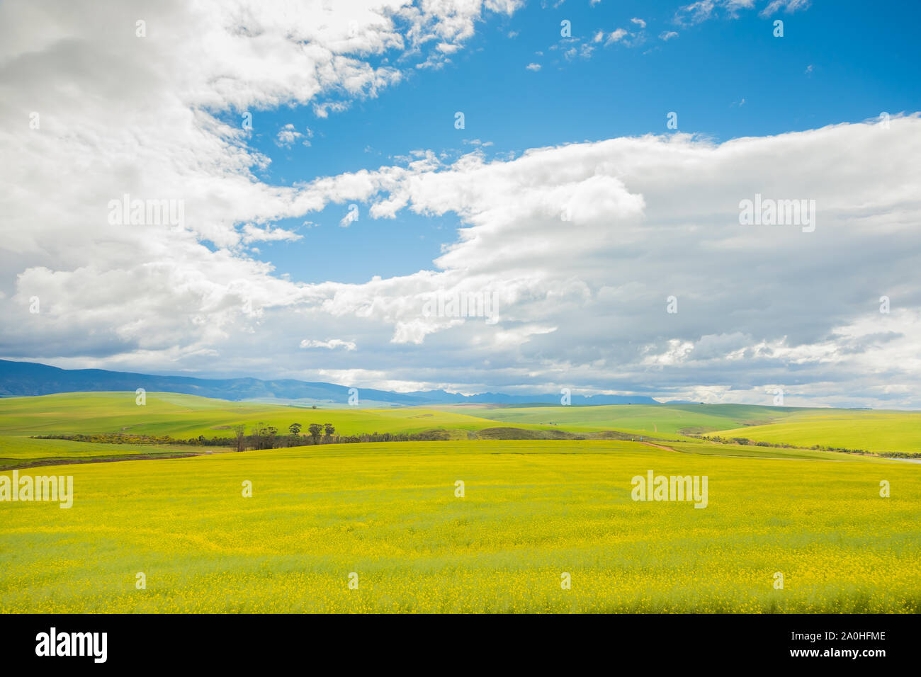 Flowering Commercial Canola Seed Crop Field in Rural Caledon, Western ...