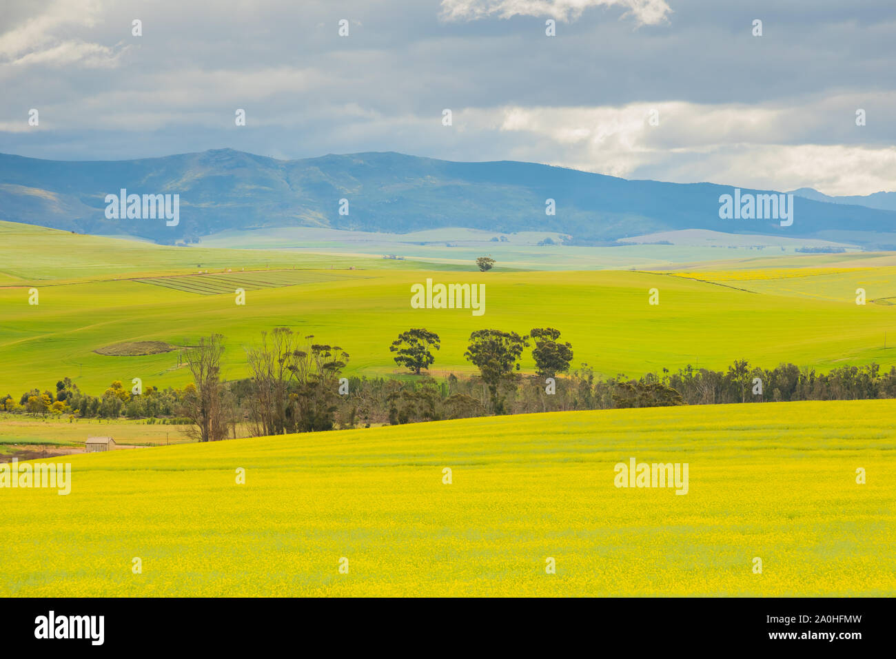 Flowering Commercial Canola Seed Crop Field in Rural Caledon, Western ...