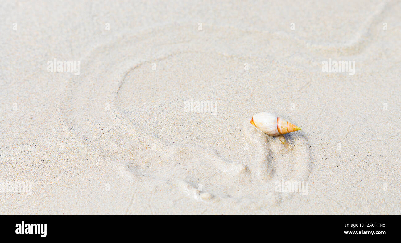 Small Sea Snail making a trail on beach sand at low tide Stock Photo ...