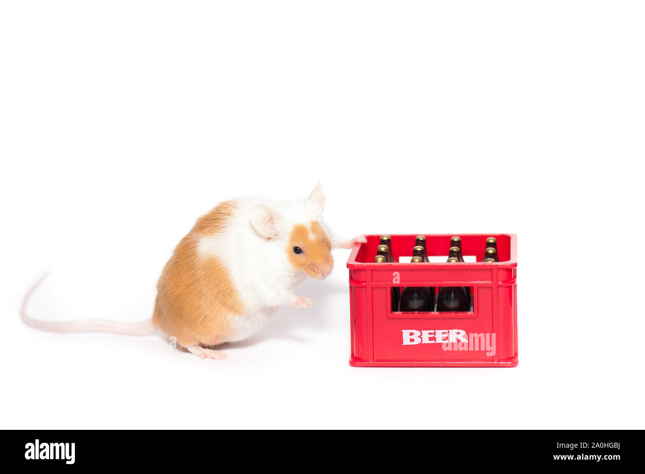 Spotted mouse hi-res stock photography and images - Alamy