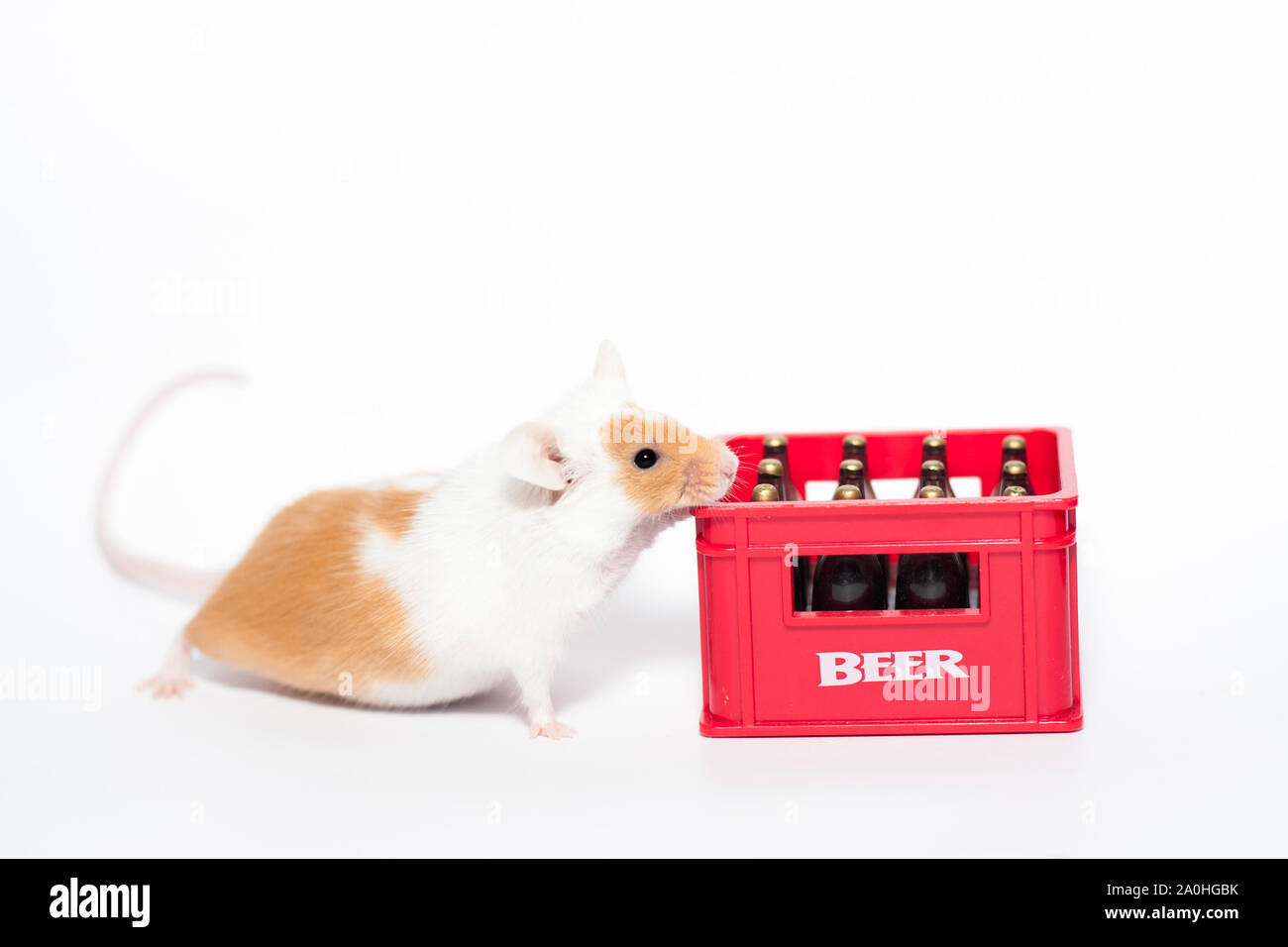 Spotted mouse hi-res stock photography and images - Alamy