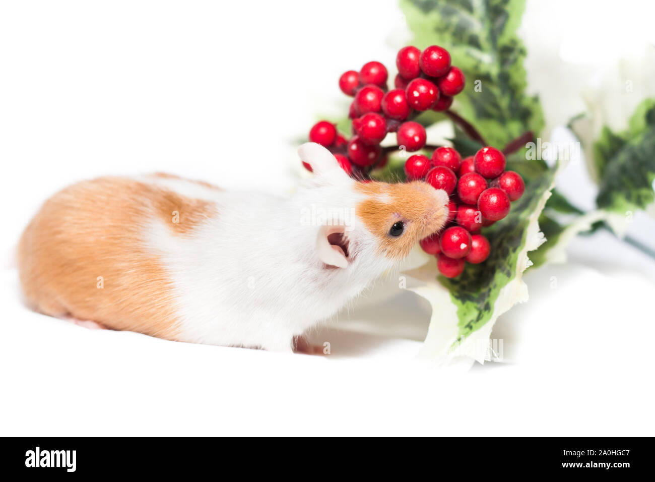 Orange mouse hi-res stock photography and images - Alamy