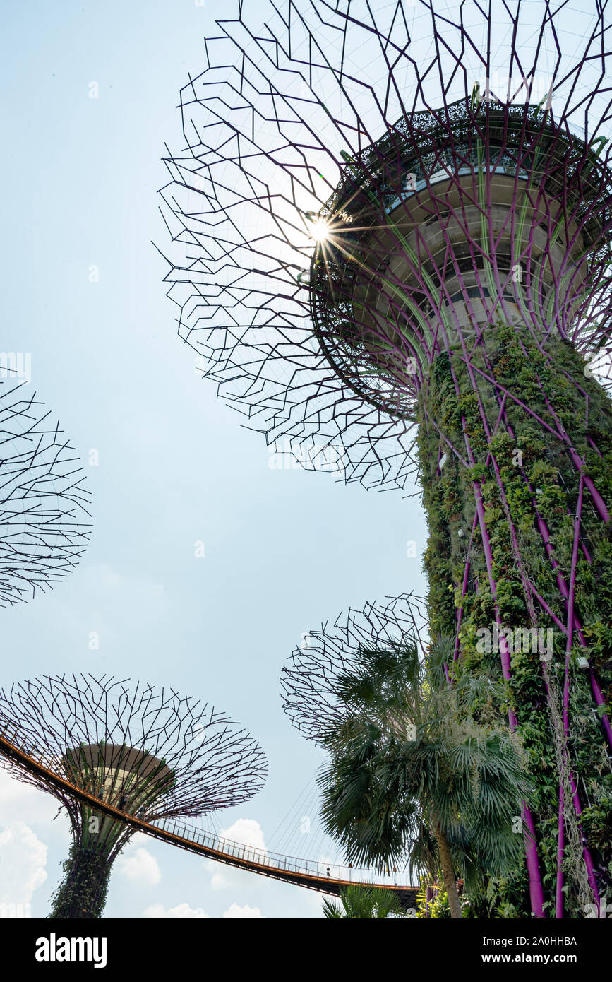 Super trees in singapore hi-res stock photography and images - Alamy