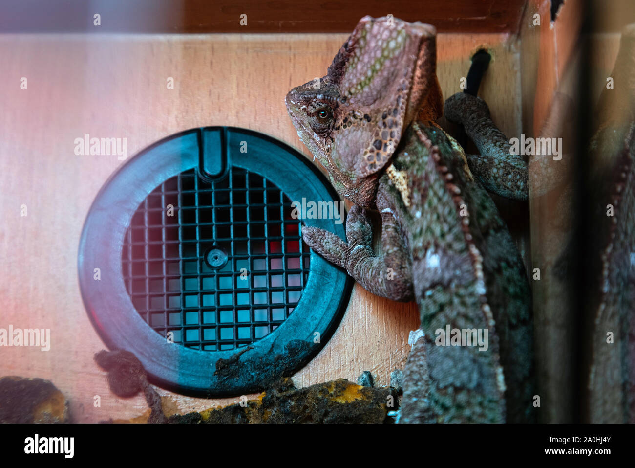 Chameleon lizard in an indoor terrarium. Camouflage tropical lizard ...
