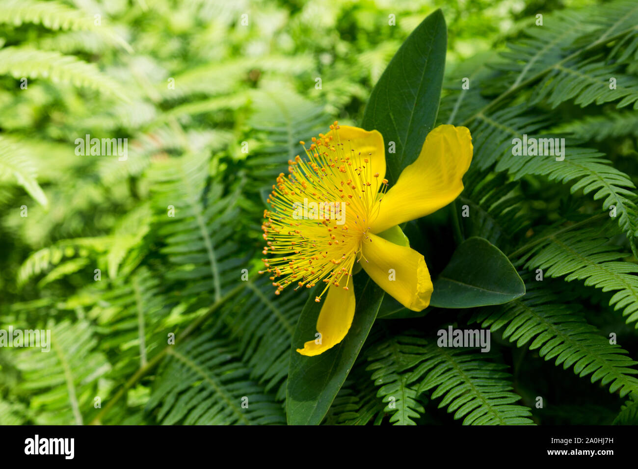 Close up of Tutsan - Hypericum Androsaemum flower between fern leaves ...
