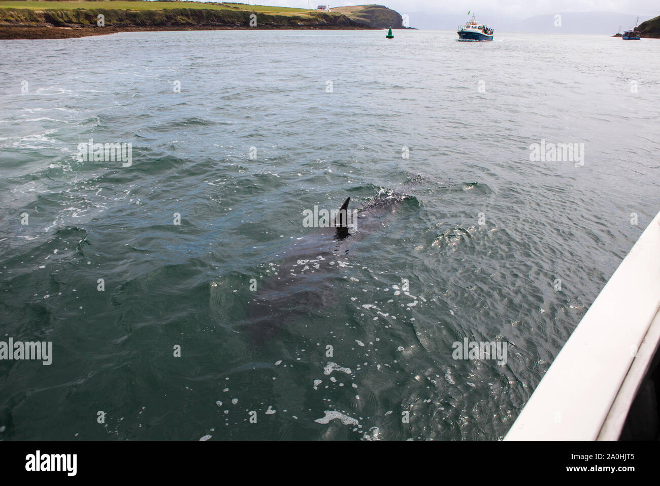 Dolphin watching for Fungie, the Dingle Dolphin, in Dingle, Ireland ...