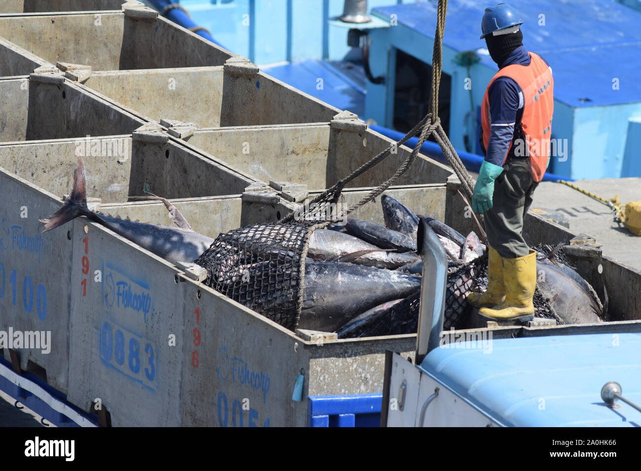 Landing Tuna fish in Manta, Ecuador Stock Photo - Alamy