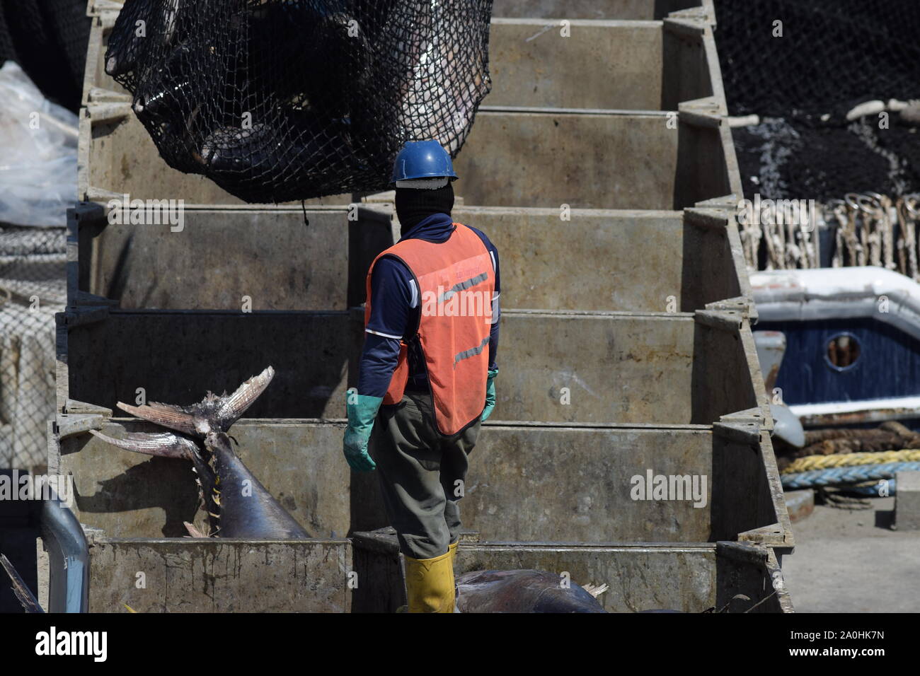 Landing Tuna fish in Manta, Ecuador Stock Photo - Alamy