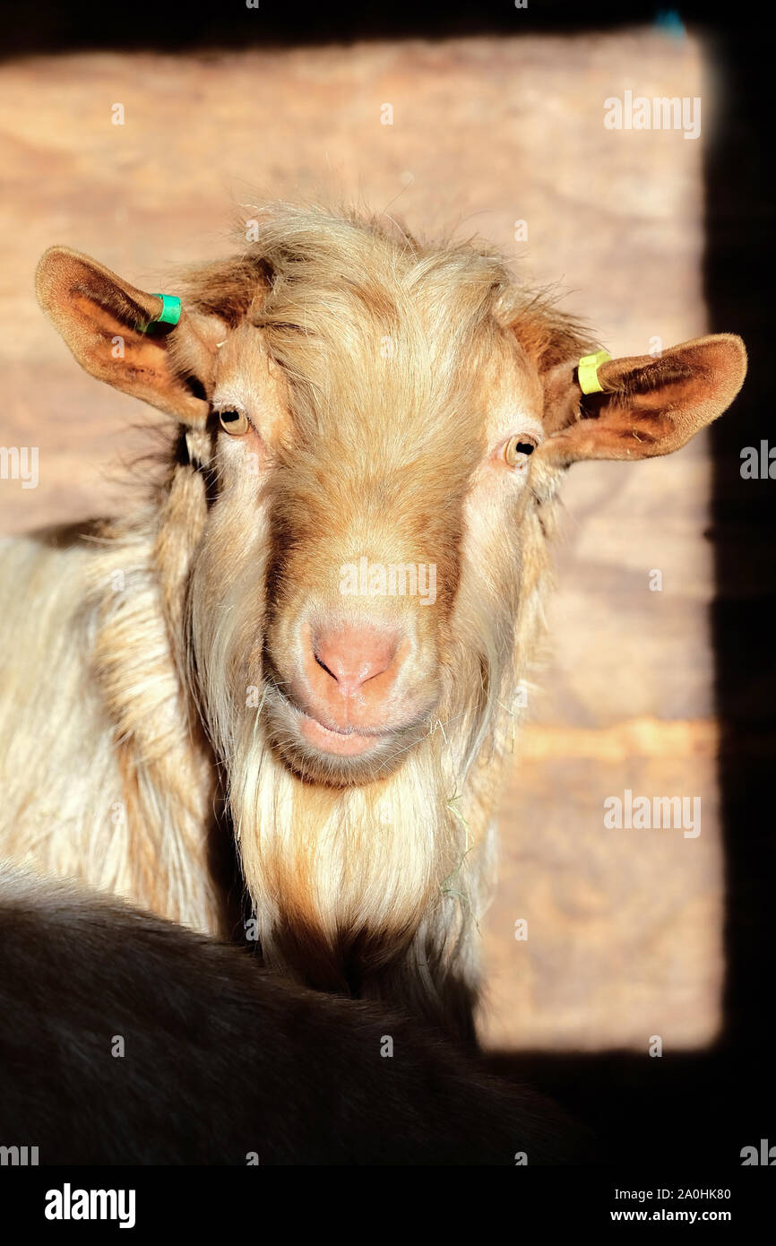 A single light brown goat looking at camera Stock Photo - Alamy
