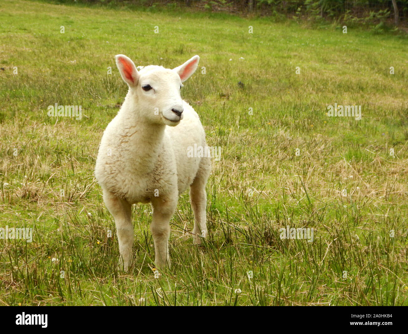 Field roast hi-res stock photography and images - Alamy