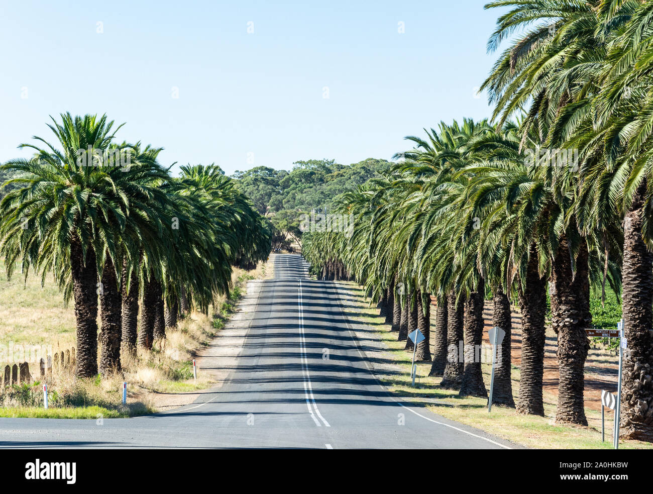 Seppeltsfield road lined with huge palm trees in Barossa Valley, South ...