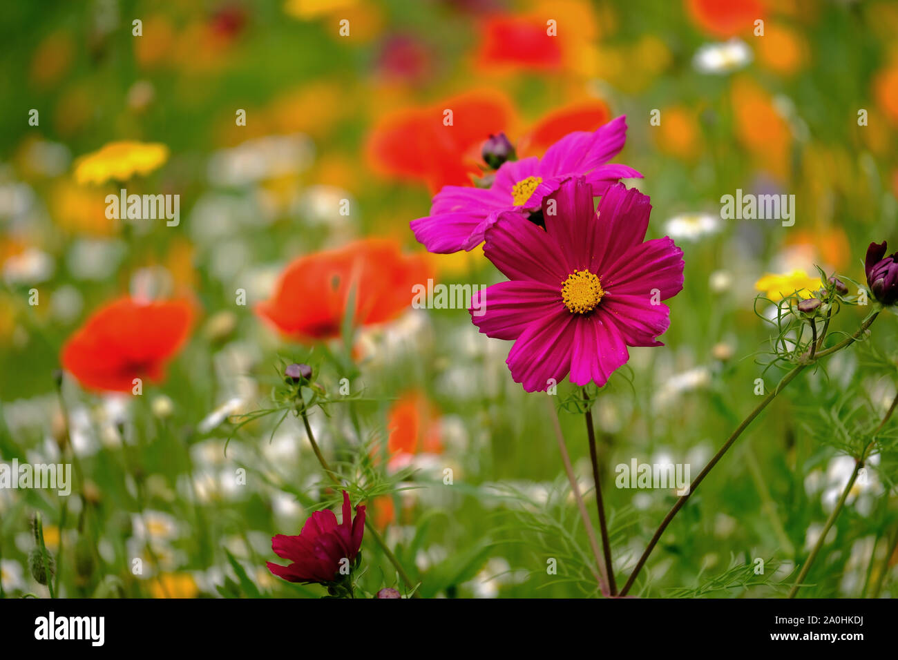 View of wild meadow flowers of different species and colour Stock Photo ...