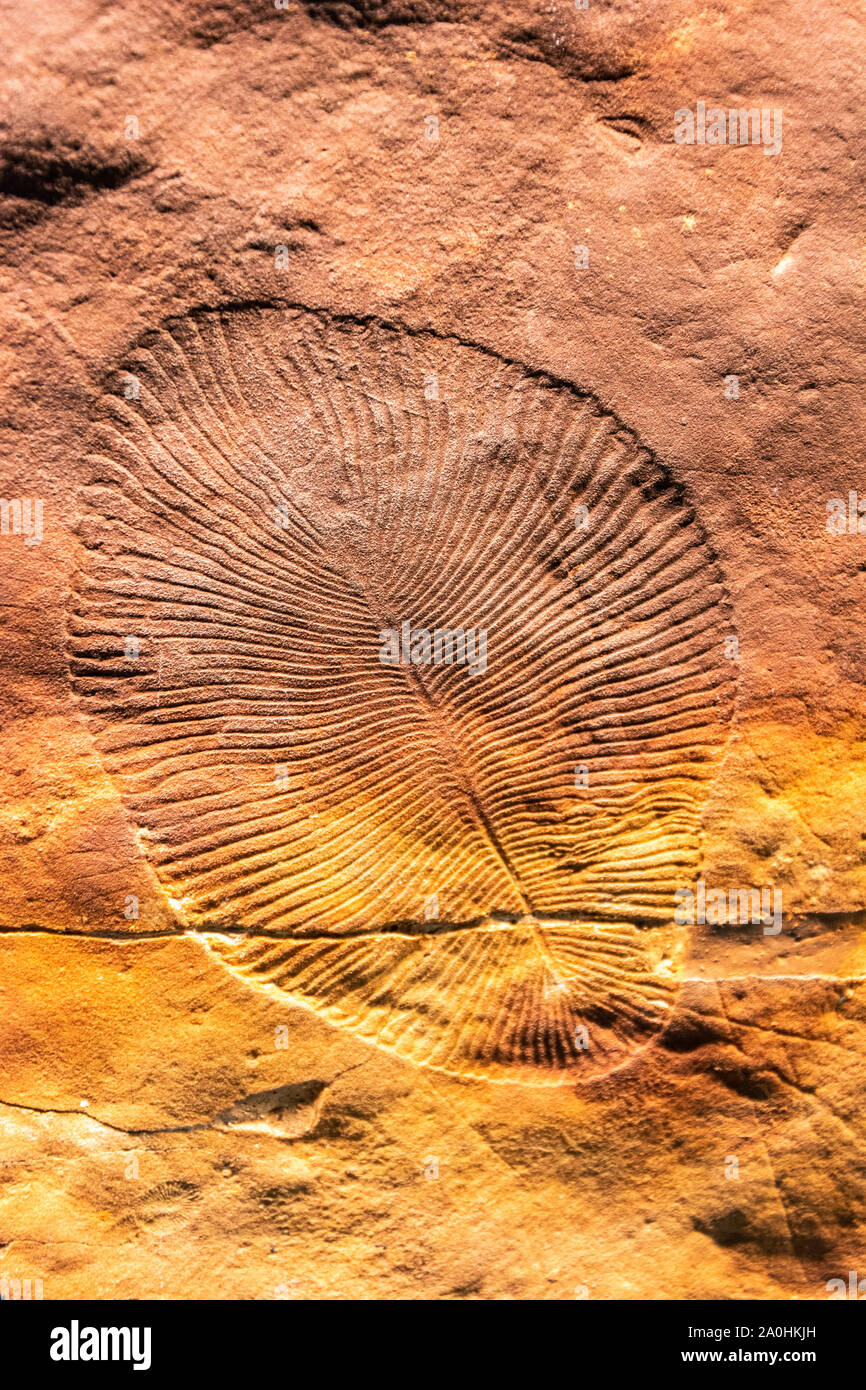 Ediacara biota hi-res stock photography and images - Alamy