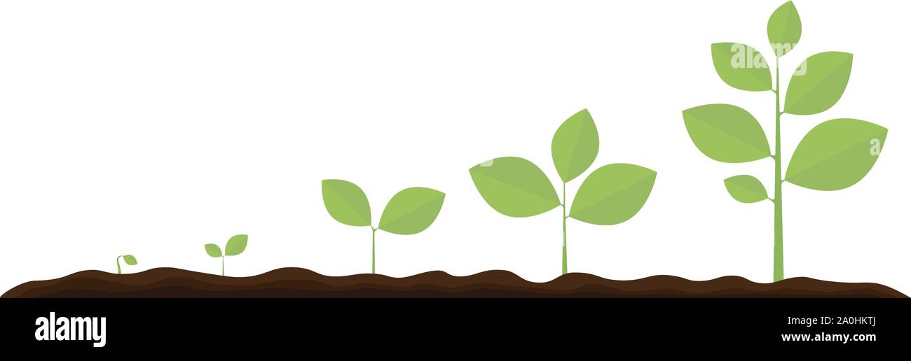 Infographic of planting tree. Seedling gardening plant. Seeds sprout in ...