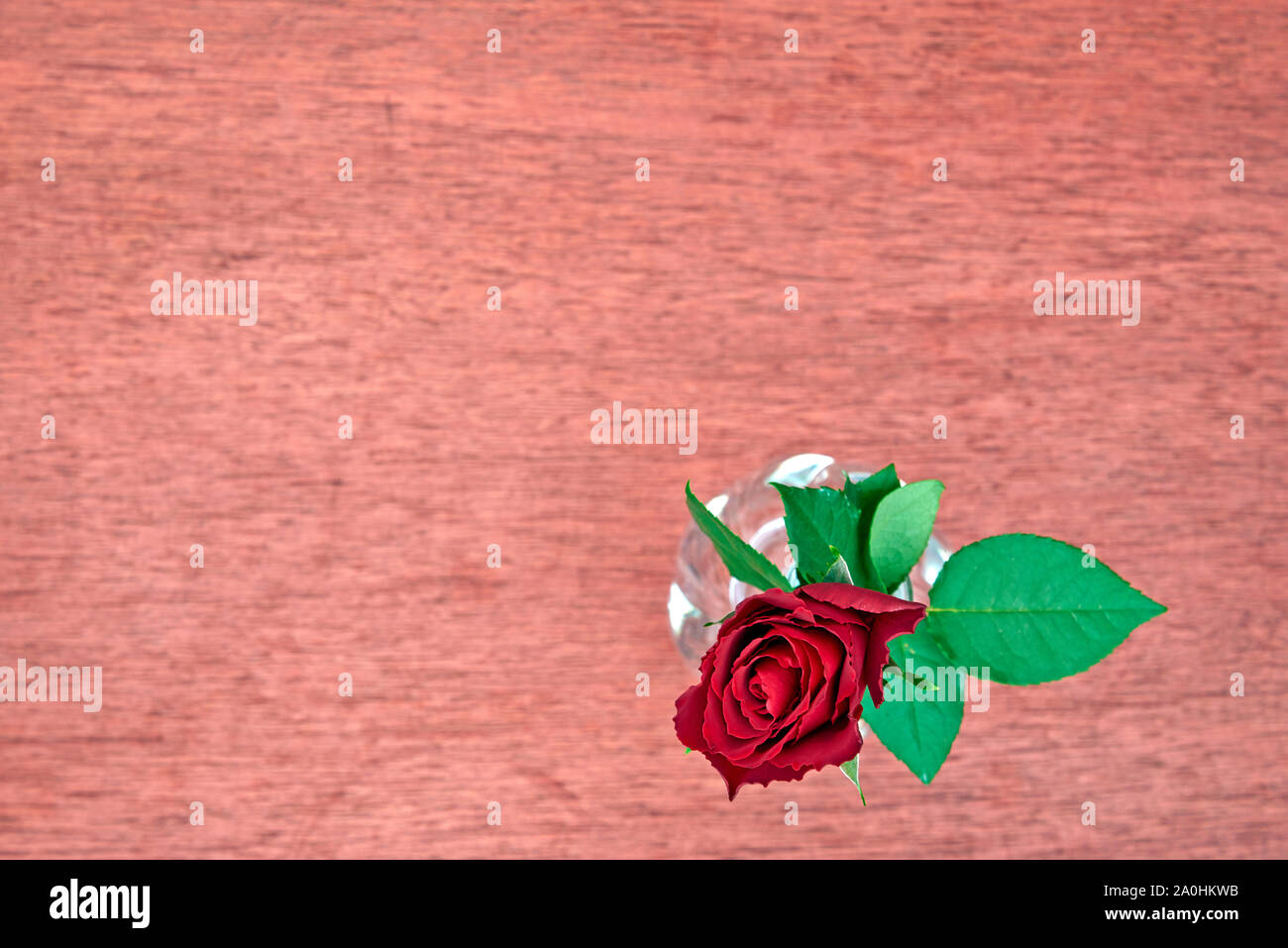 Rose petal top view hi-res stock photography and images - Alamy