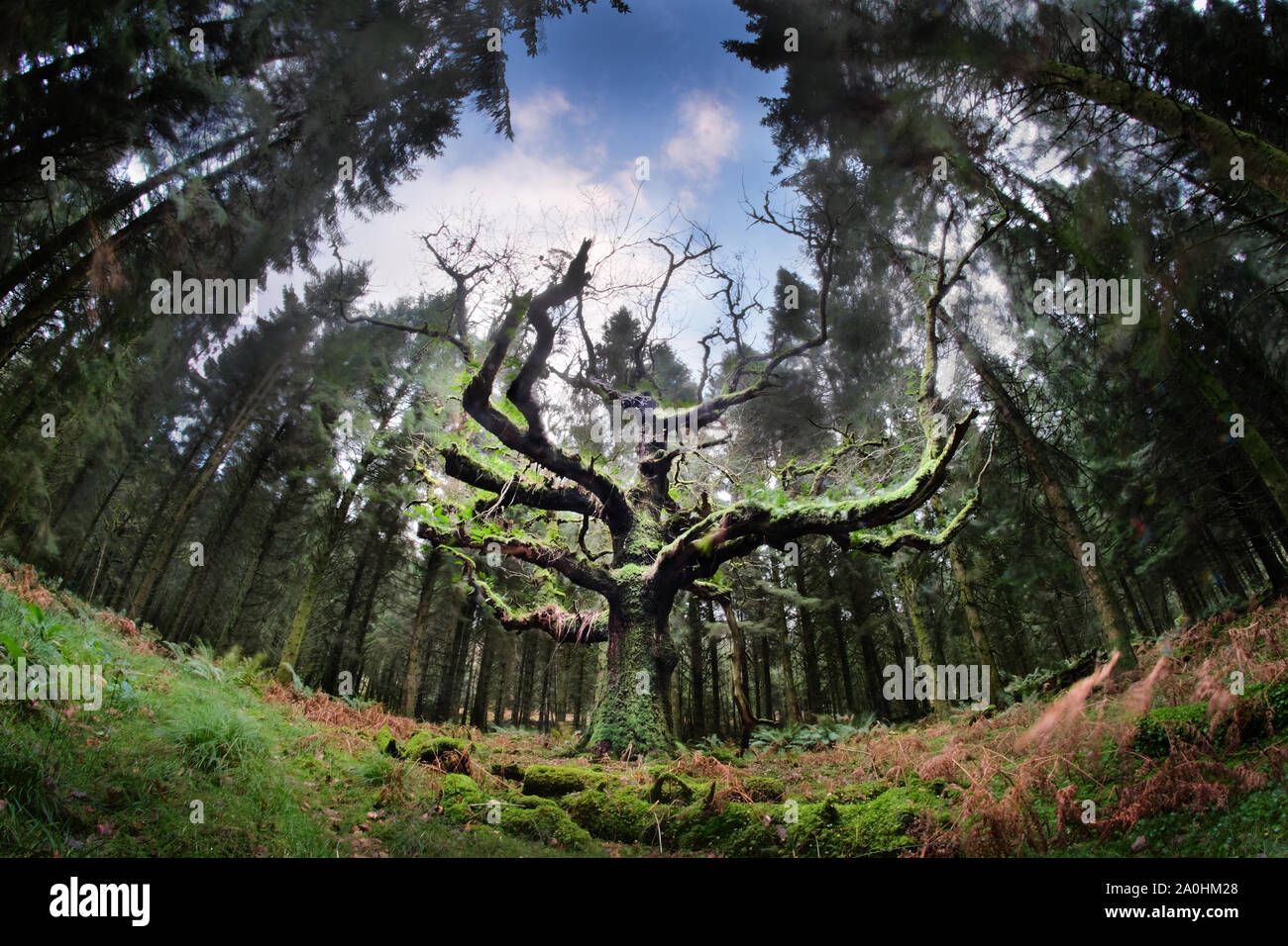 Highlighted tree in clearing Stock Photo - Alamy