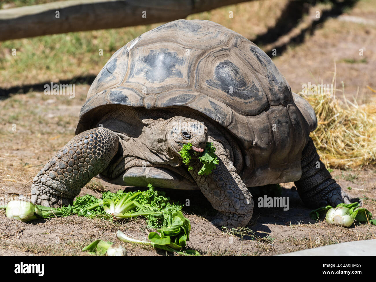 Aldabran Giant Tortoise (Geochelone gigantea) eating vegetables Stock ...
