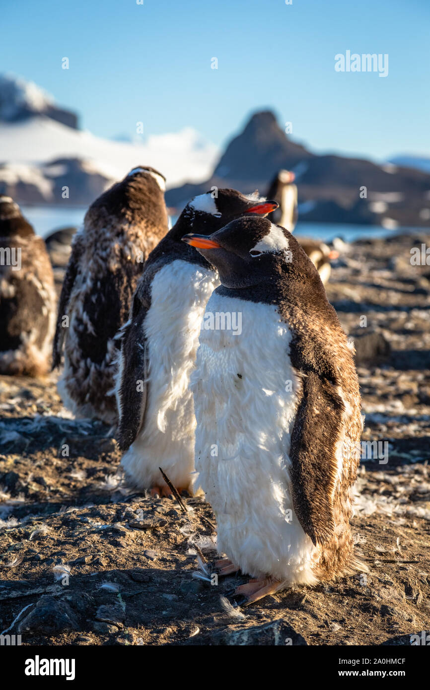 Fat penguin hi-res stock photography and images - Alamy