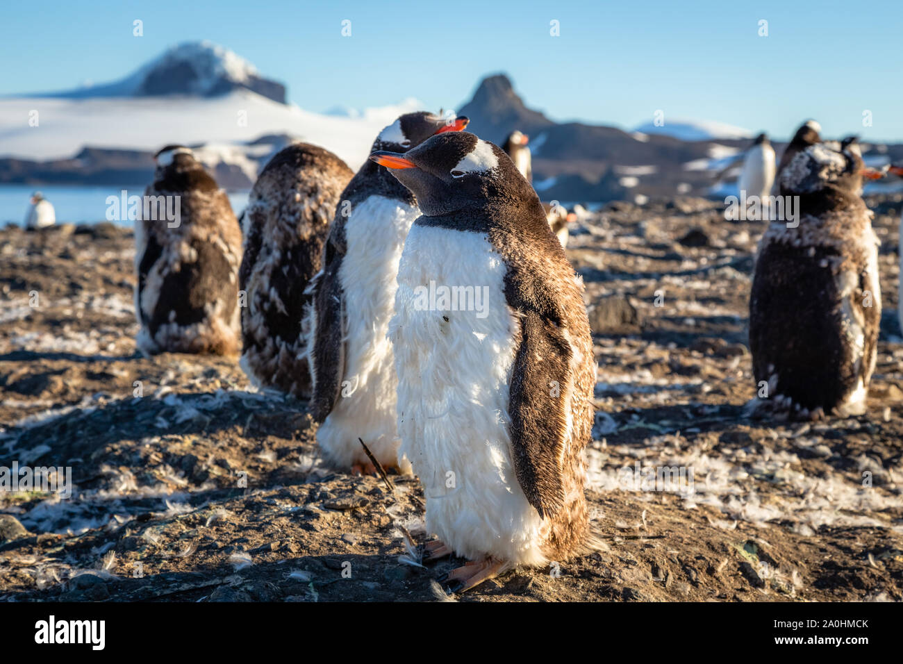 Fat penguin hi-res stock photography and images - Alamy