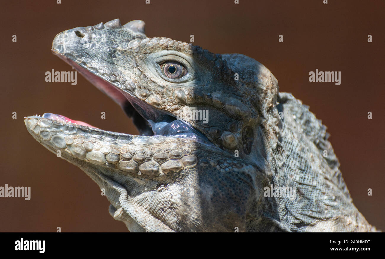 Portrait of Rhinoceros Iguana (Cyclura cornuta Stock Photo - Alamy