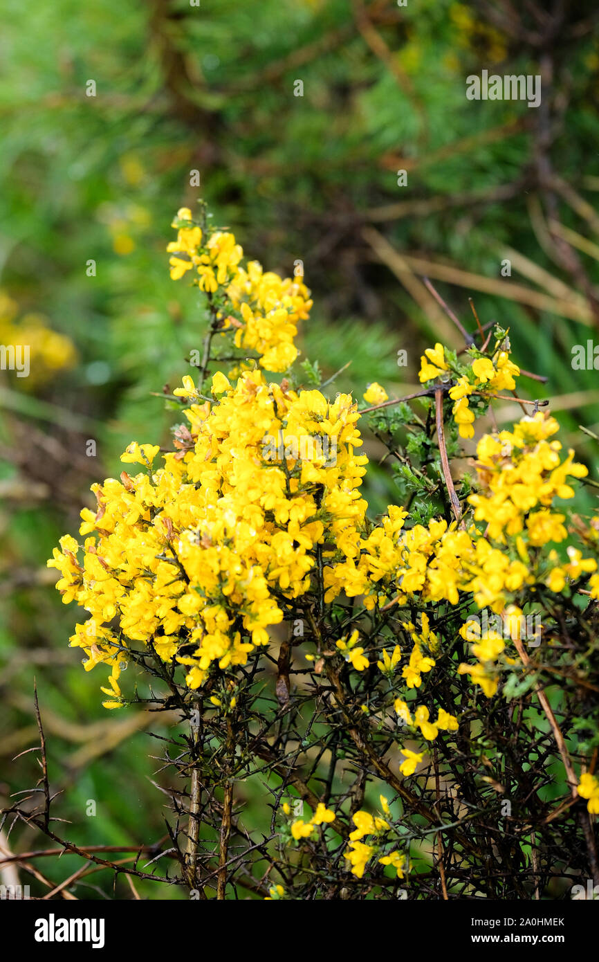 Gorse bush yellow flowers hi-res stock photography and images - Alamy
