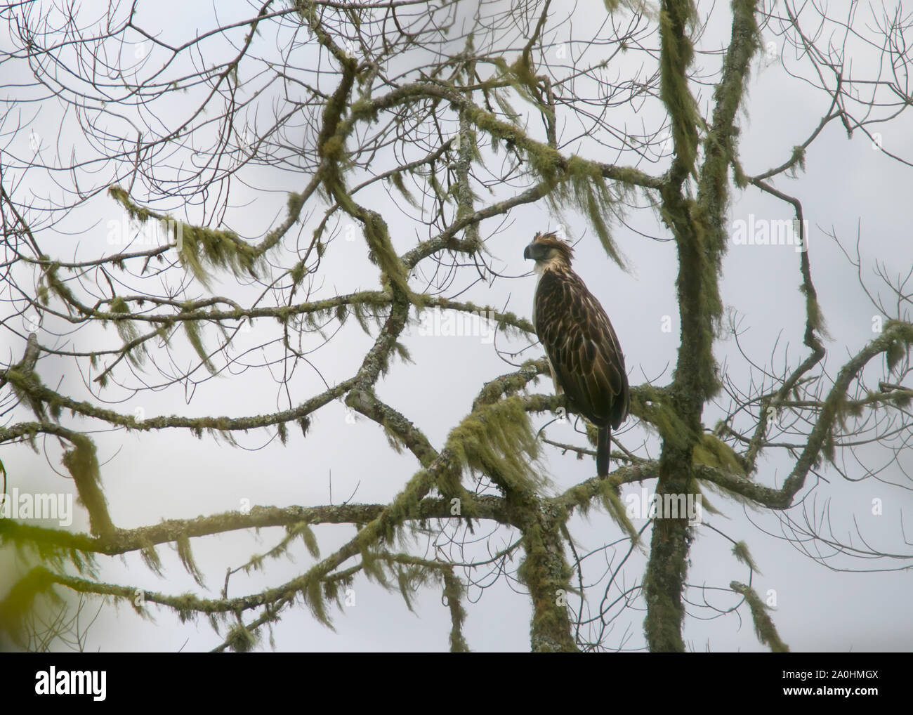 Mt kitanglad hi-res stock photography and images - Alamy