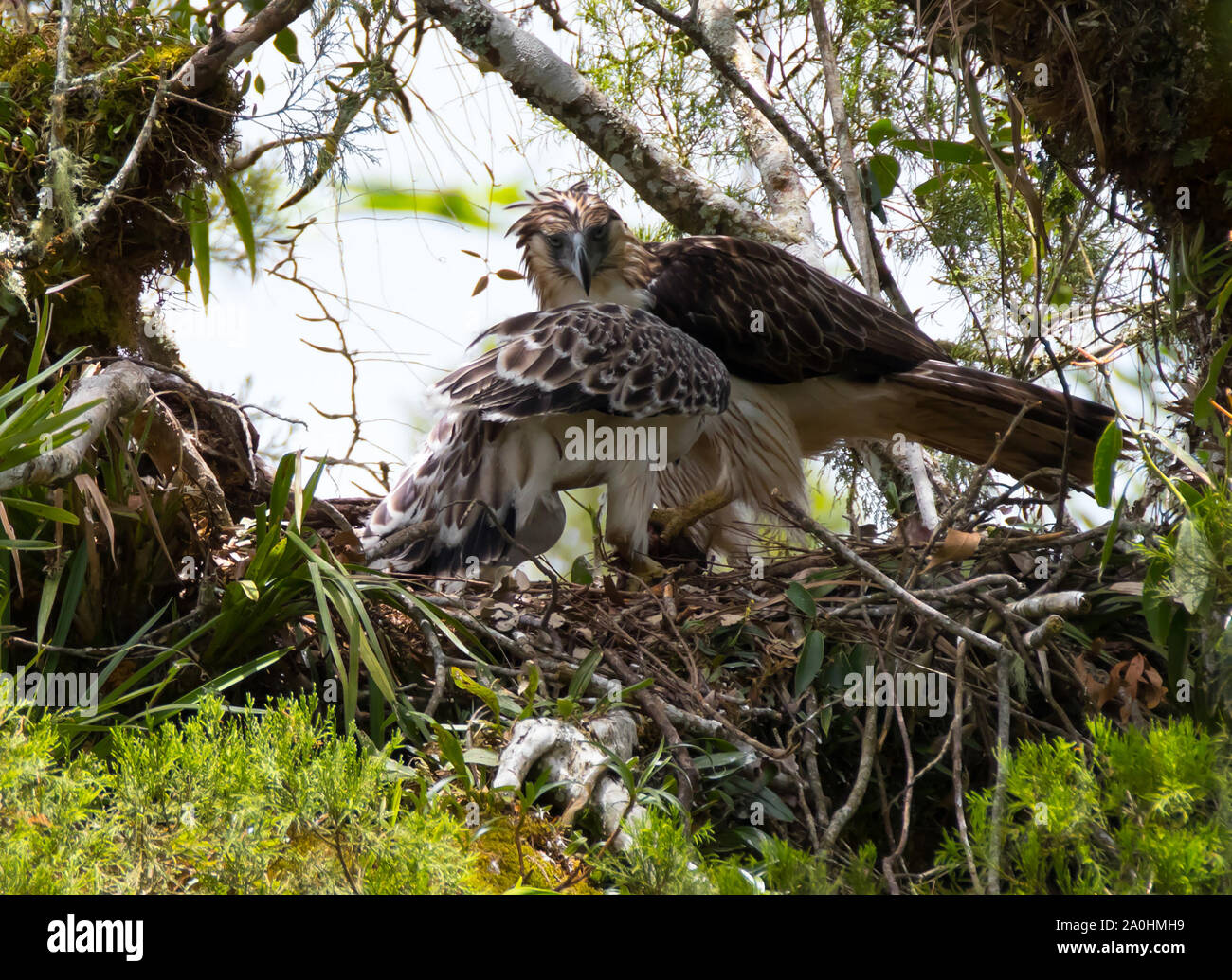 Philippine eagle nest hi-res stock photography and images - Alamy