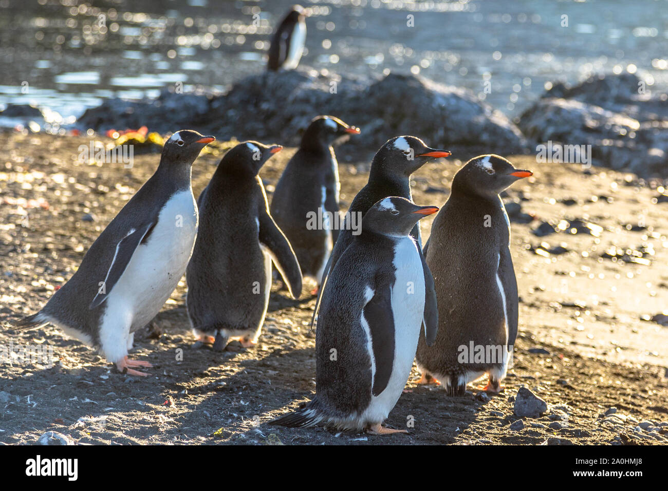 Penguin crowd hi-res stock photography and images - Alamy
