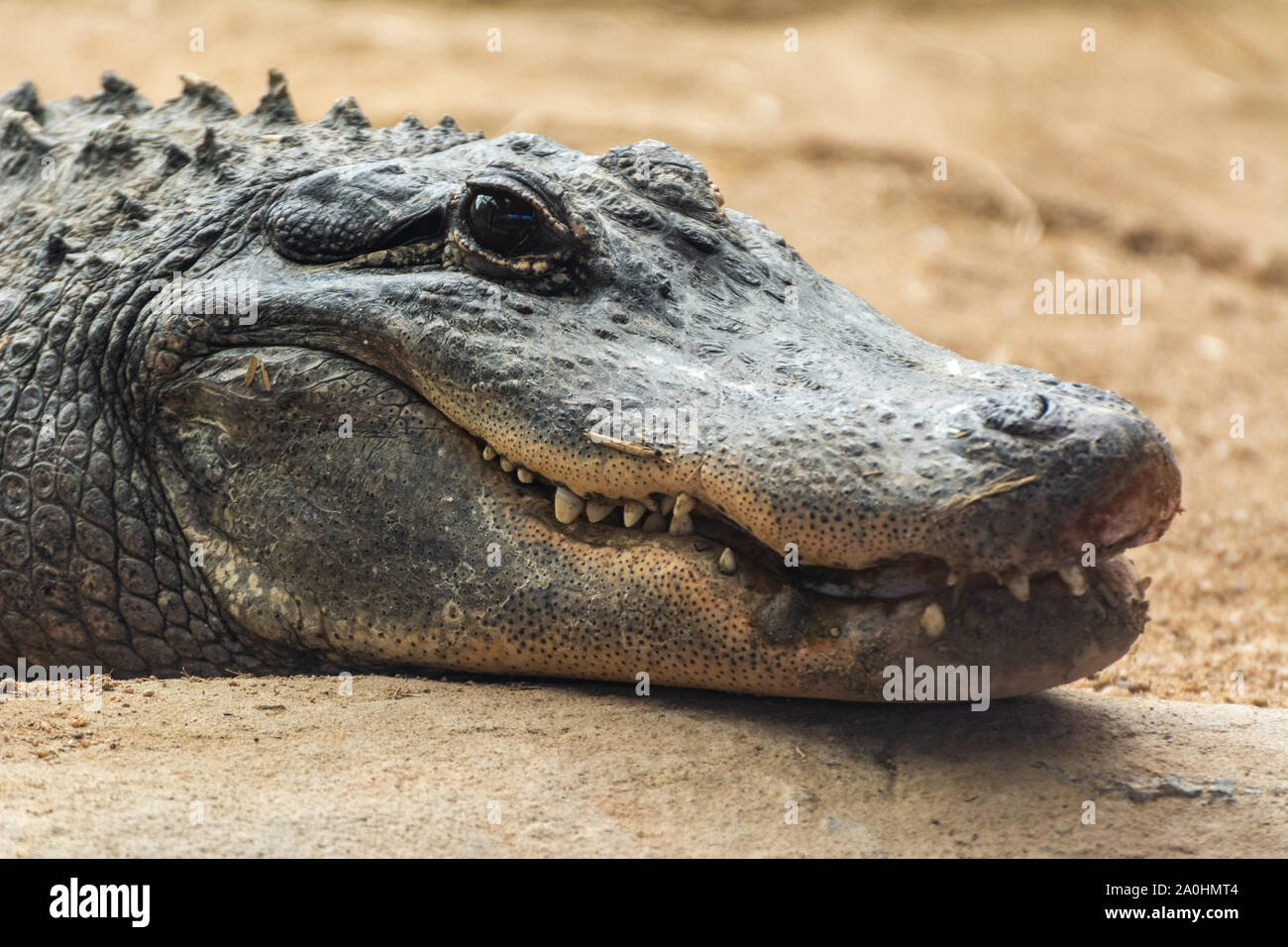 Head of an American alligator (Alligator mississippiensis Stock Photo ...