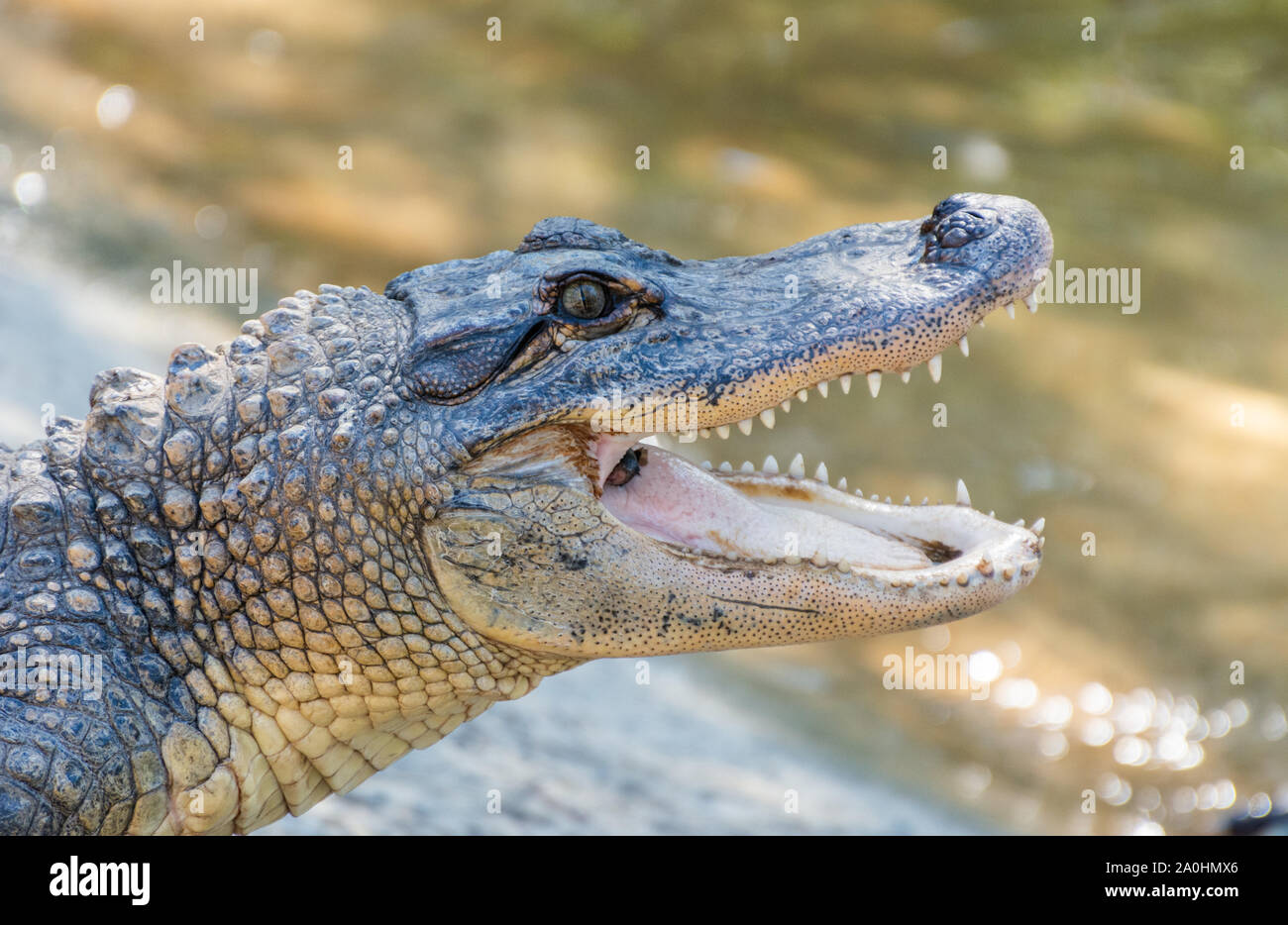 American alligator (Alligator mississippiensis Stock Photo - Alamy