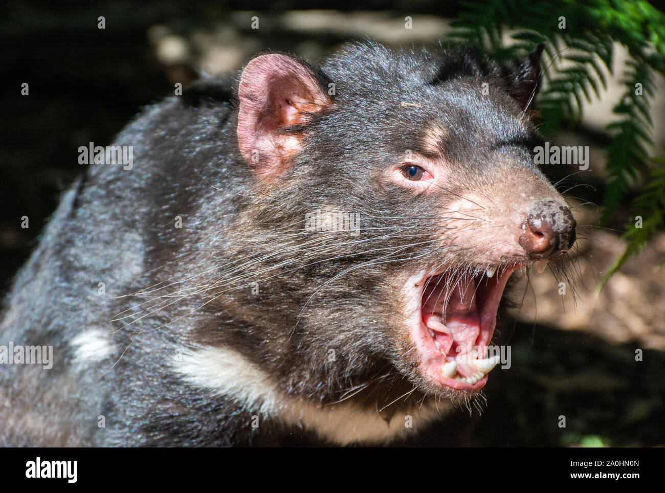 Tasmanian devil (Sarcophilus harrisii) with open mouth Stock Photo - Alamy