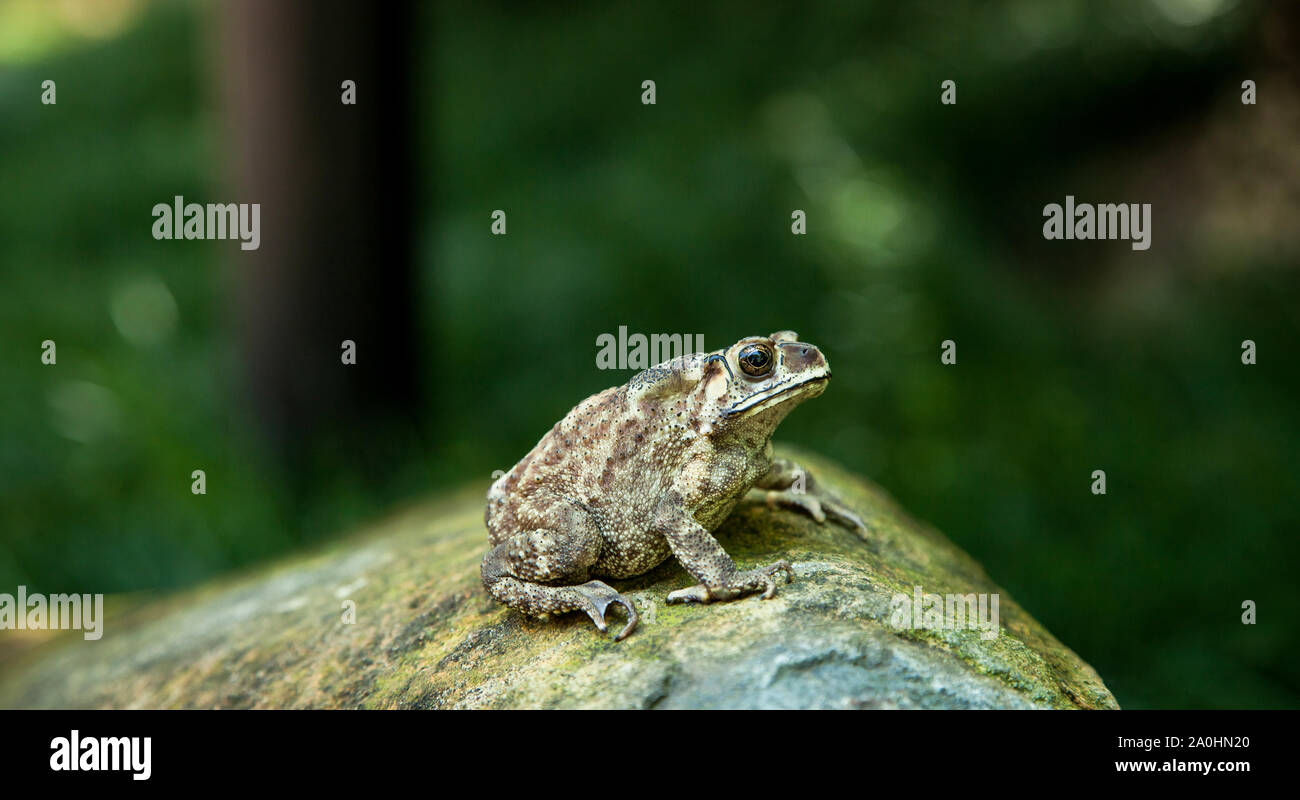 Close up of an Amphibian Toad Reptile sitting on a moldy rock in a ...