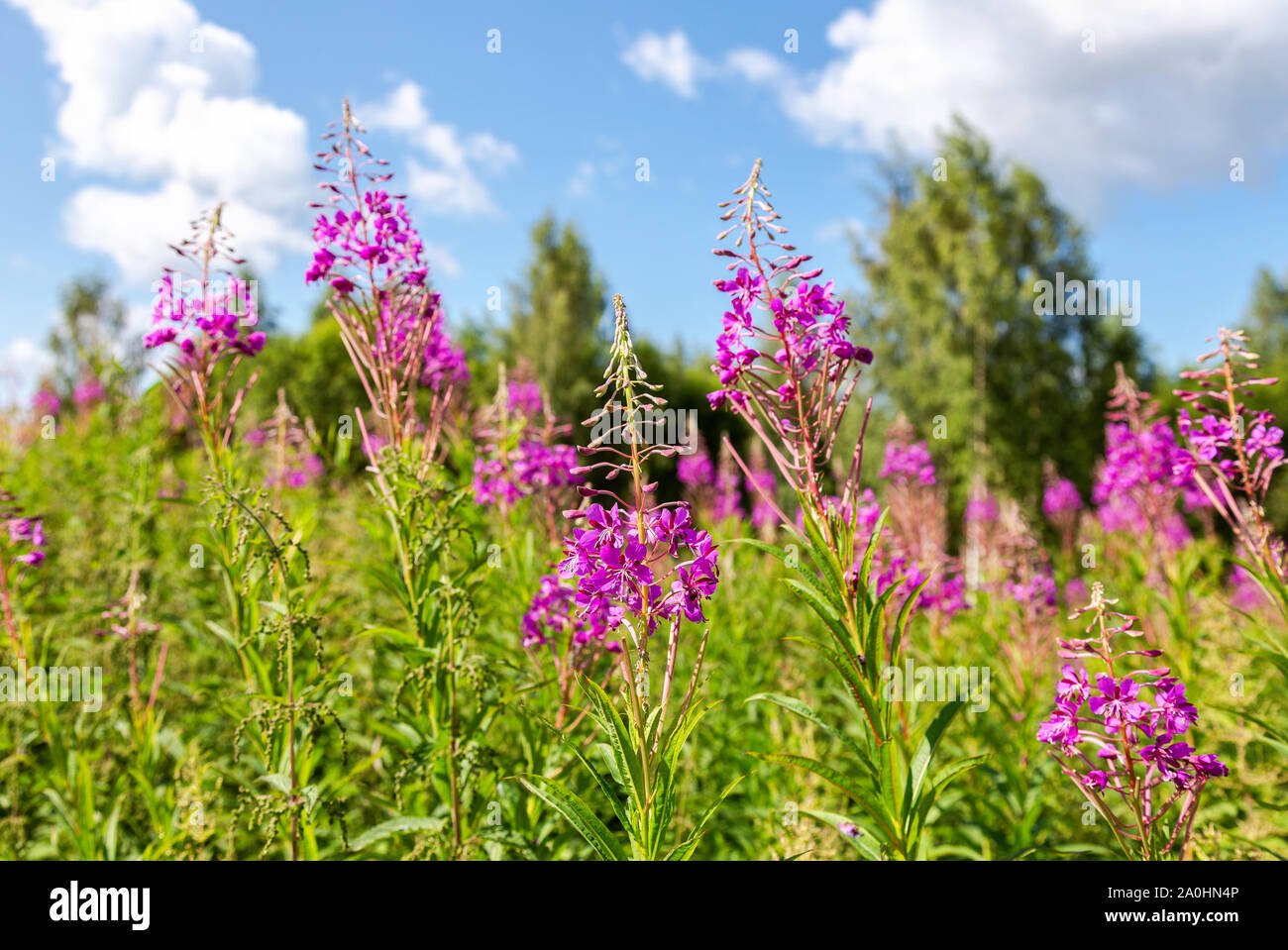 Purple Alpine fireweed. Pink-flowered Epilobium angustifolium blossom ...