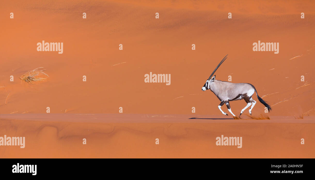 Gemsbok or gemsbuck (Oryx gazella), Namib Desert, Namibia, Africa Stock ...