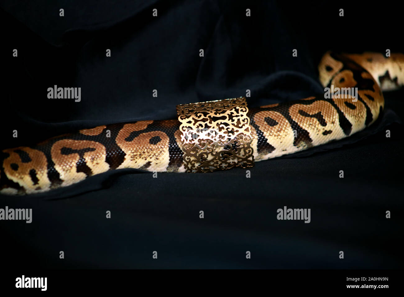 Royal Python snake with female jewelry. Ball Python slithering across ...