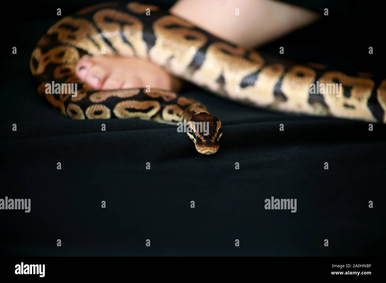 Groveling hi-res stock photography and images - Alamy