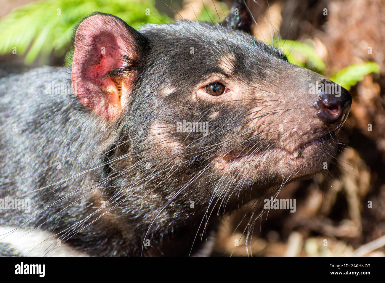 Description Tasmanian Devil Head Tasmanian Devil Profile Stock Photo