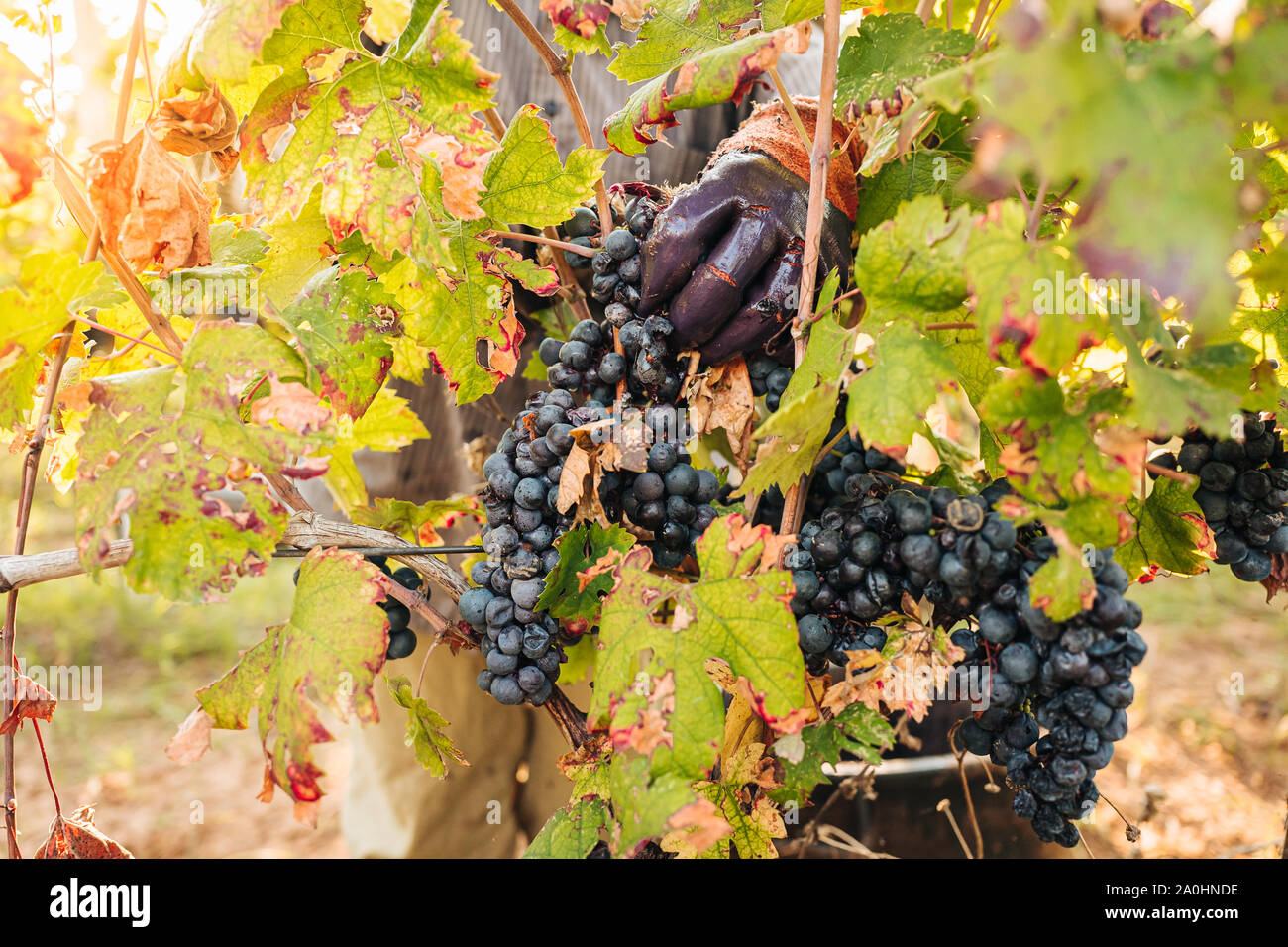 Primitivo grapes hi-res stock photography and images - Alamy