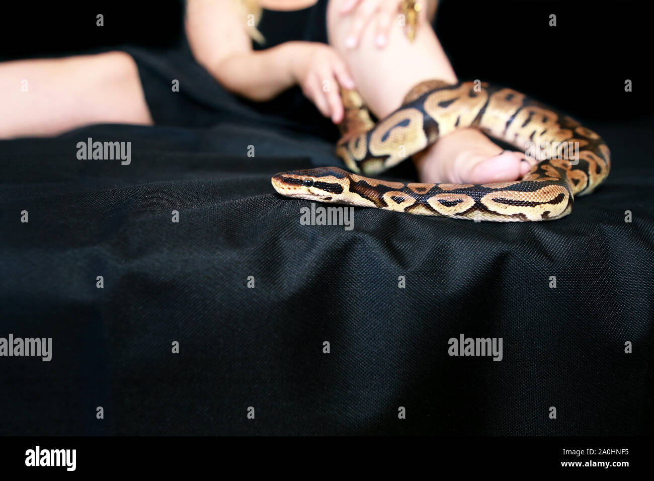 Groveling hi-res stock photography and images - Alamy
