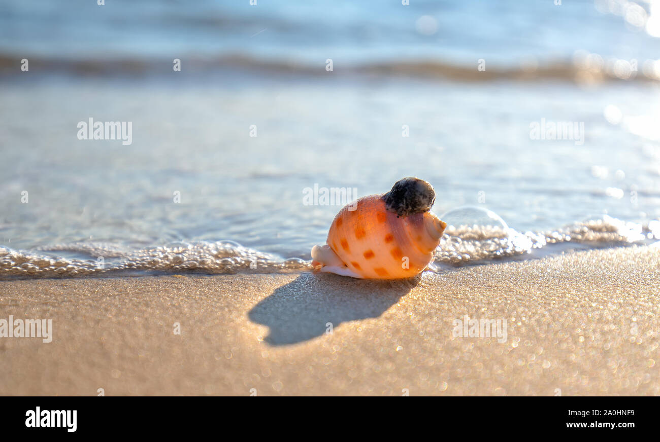 Conch shell in sand on tropical beach Stock Photo - Alamy