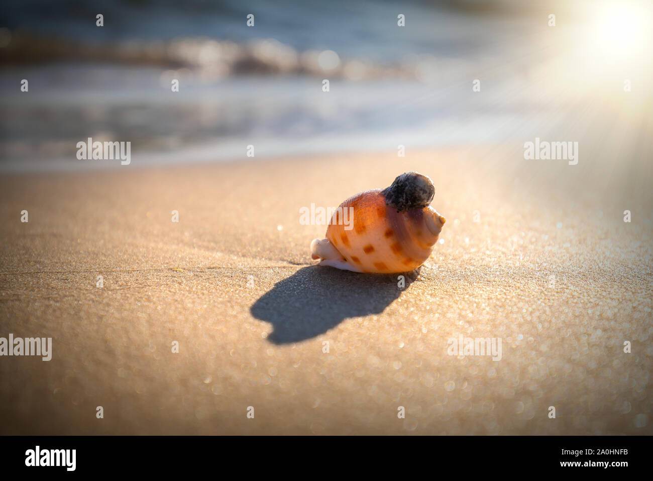 Conch shell in sand on tropical beach Stock Photo - Alamy
