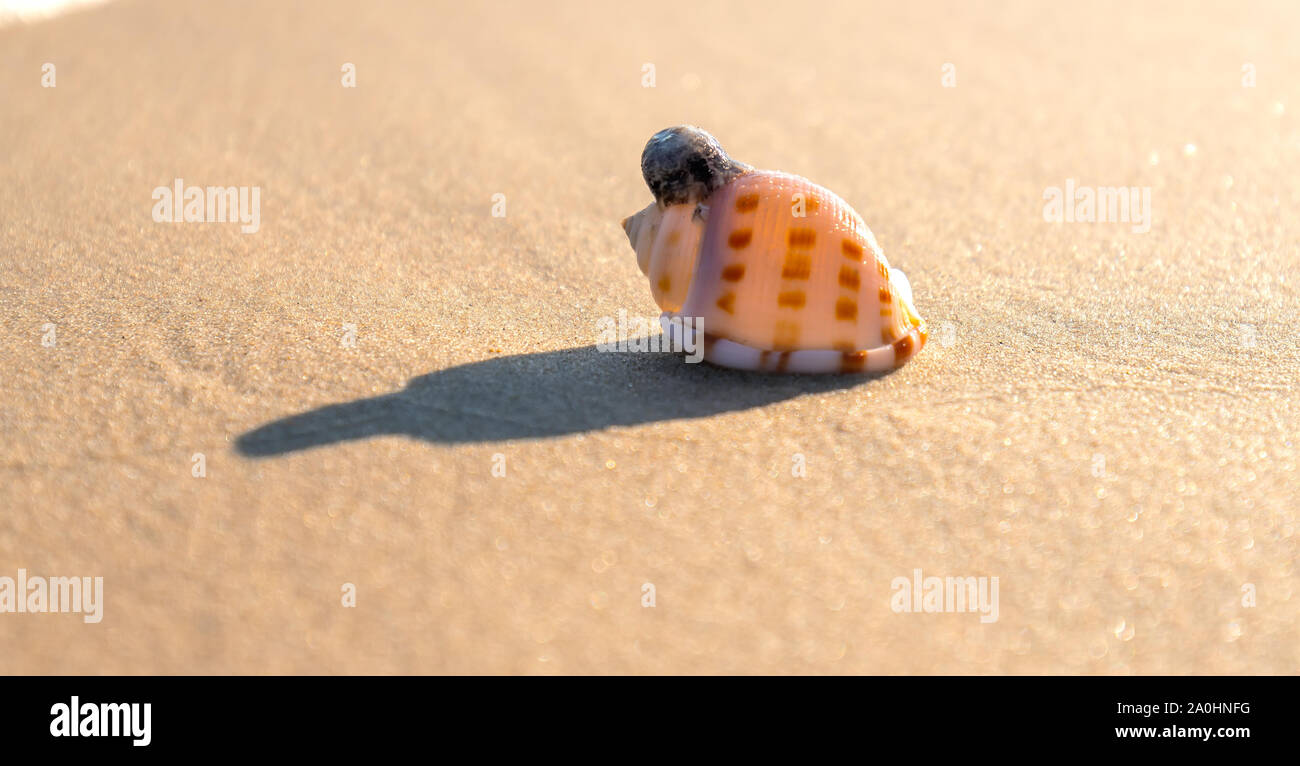 Conch shell in sand on tropical beach Stock Photo - Alamy