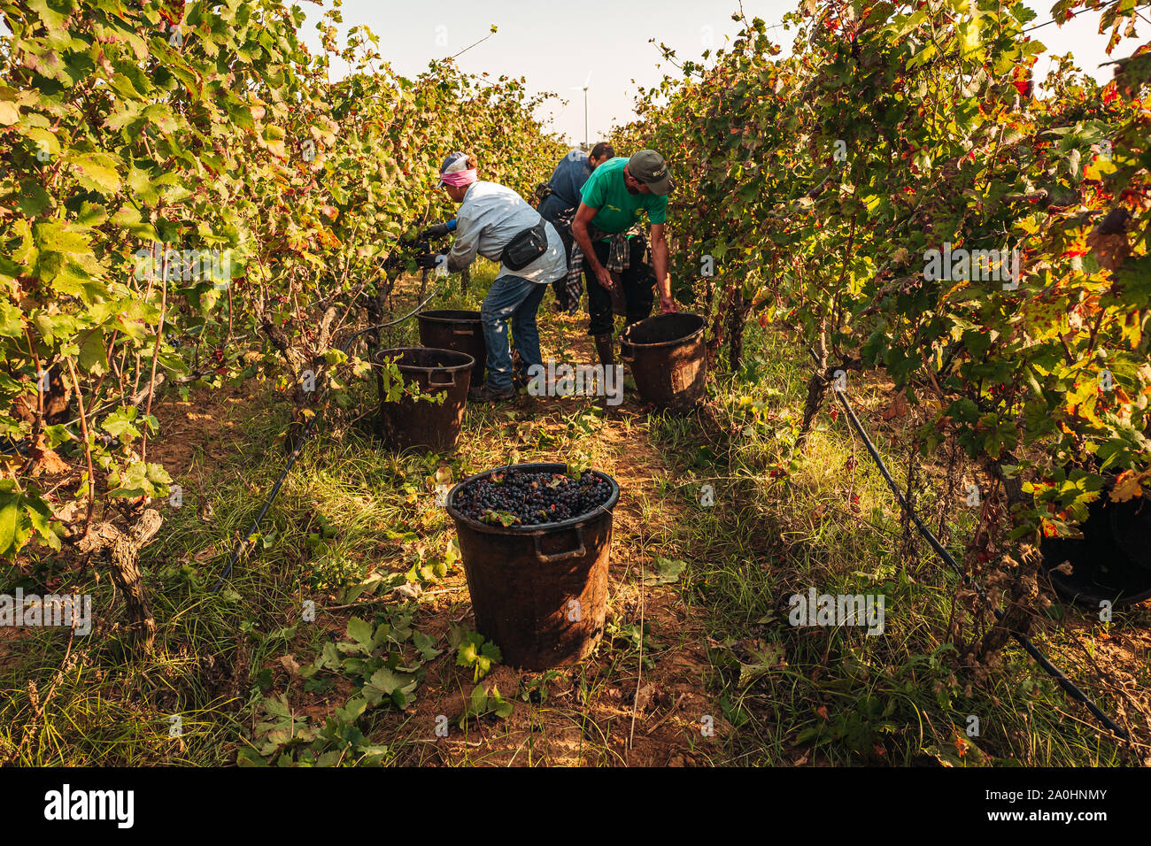 PUGLIA / ITALY - SEPTEMBER 2019: Seasonal harvesting of Primitivo ...