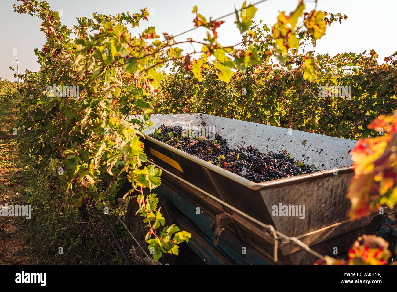 PUGLIA / ITALY - SEPTEMBER 2019: Seasonal harvesting of Primitivo ...