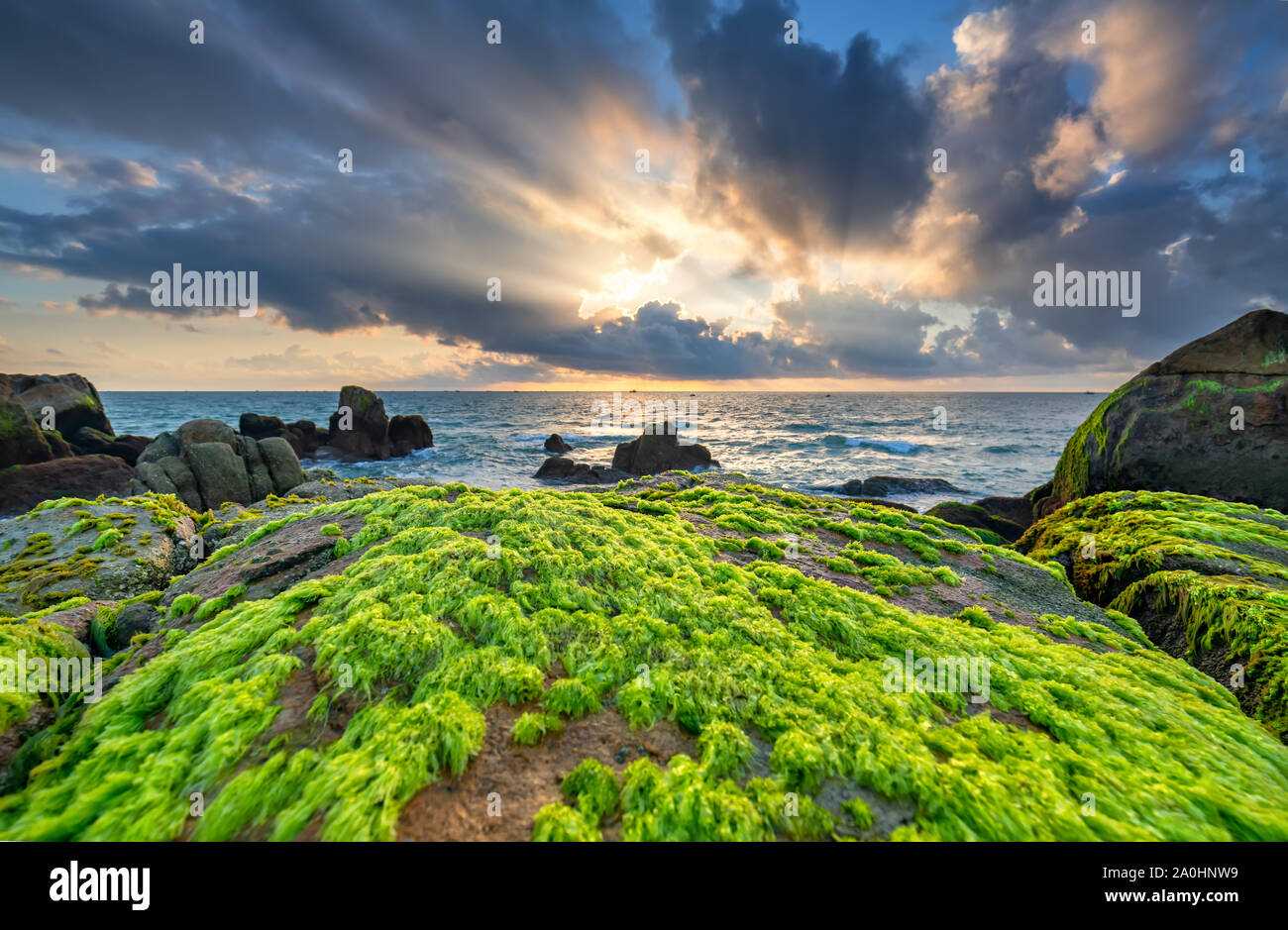 Green algae on rocks in the beach the dawn with dramatic sky to welcome ...