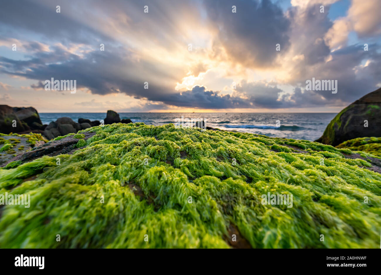 Green algae on rocks in the beach the dawn with dramatic sky to welcome ...