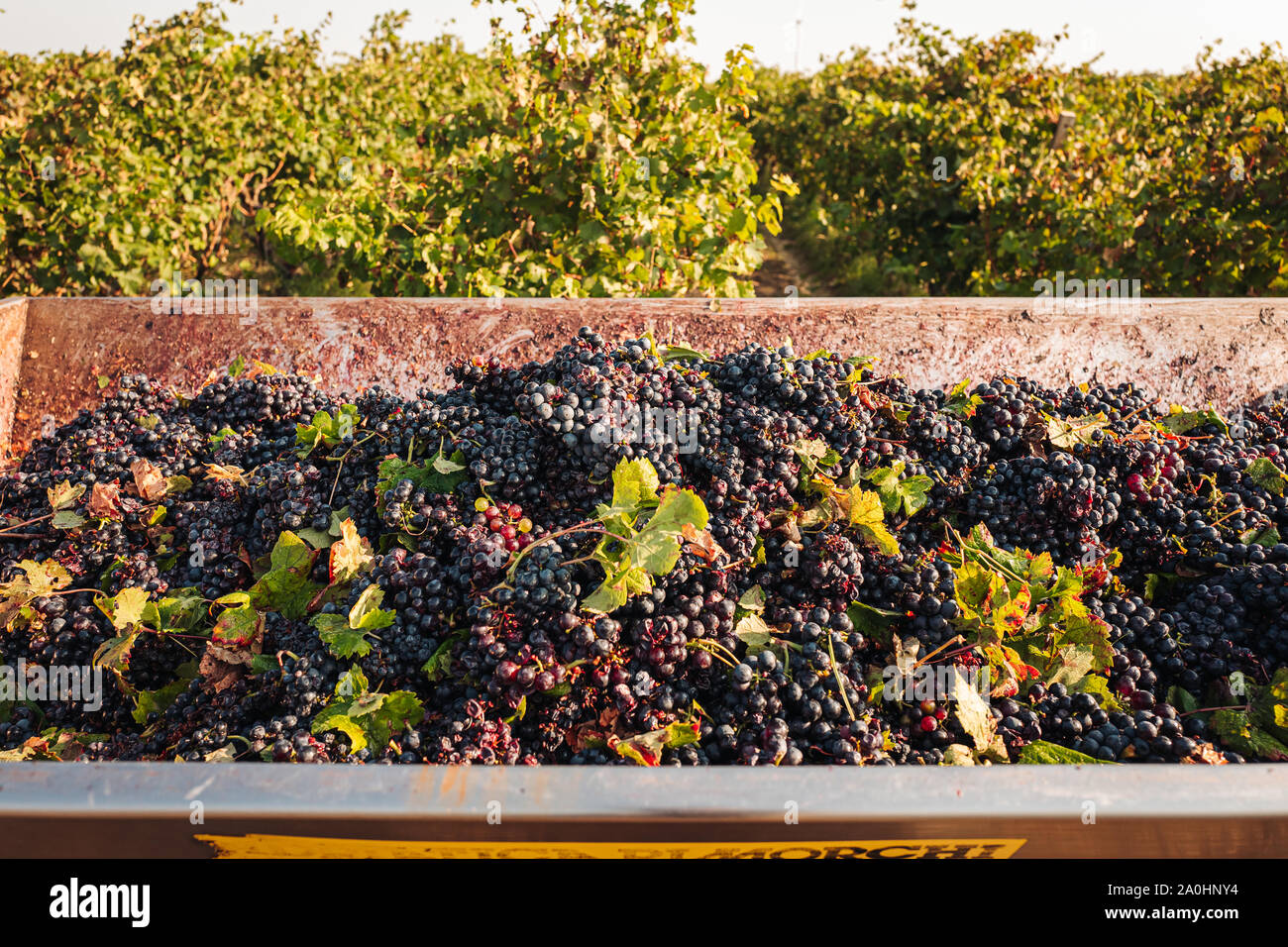 Primitivo italy hi-res stock photography and images - Alamy