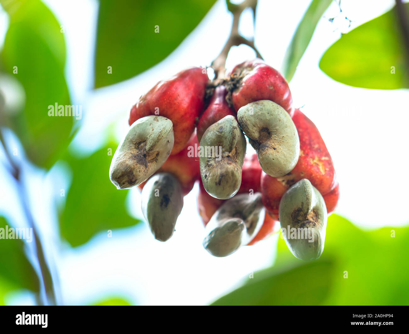 Cashew nut fruit or Anacardium occidentale on tree is about to ripen ...